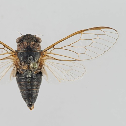 Stream episode Cicada: Adelaide Buzzer calling song by dr-pop podcast ...