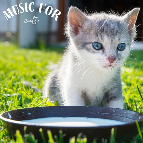 Stream Meow - Sical Moments by Mister Cat | Listen online for free on SoundCloud