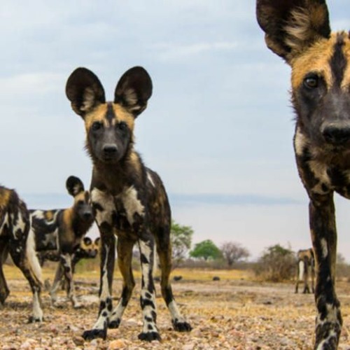 Stream Talking Wild Dogs with Stuart Boyd Law & Chris Dover by 2WEB ...