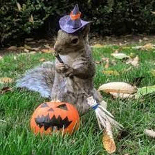 Stream Spooky Squirrel by Animal Alliterations | Listen online for free ...