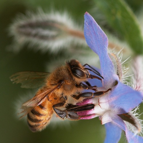 Stream episode Pollination Celebration Part 2 by livingwebfarms podcast | Listen online for free ...