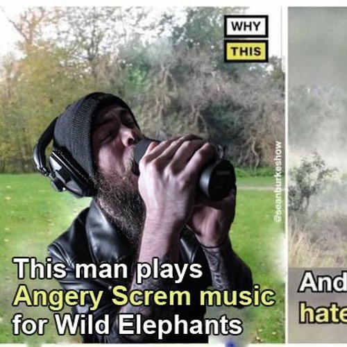 Stream ElephantsFuckingHateAcidJazz by Ginger Dave | Listen online for ...