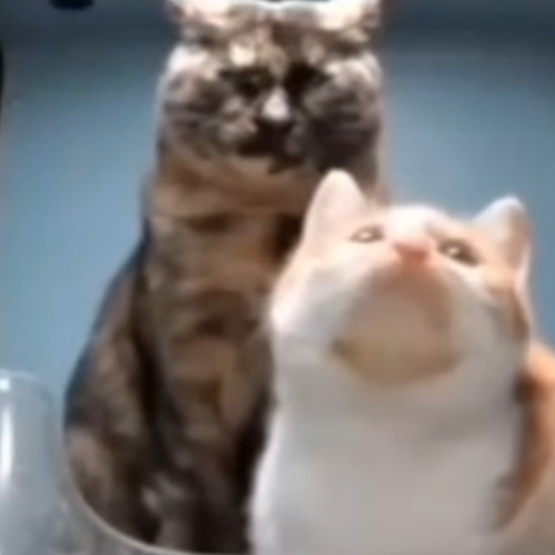 Stream mascara wifiskeleton cover by rabbit | Listen online for free on ...