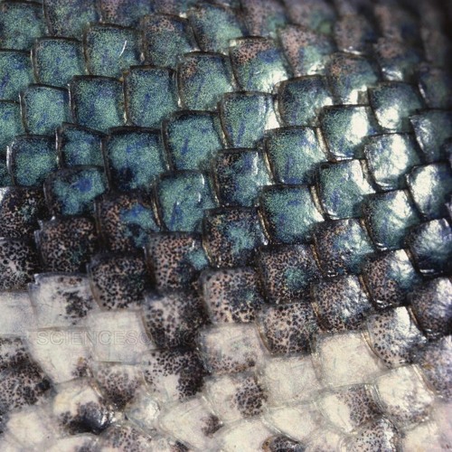 Stego by dead shado | Free Listening on SoundCloud