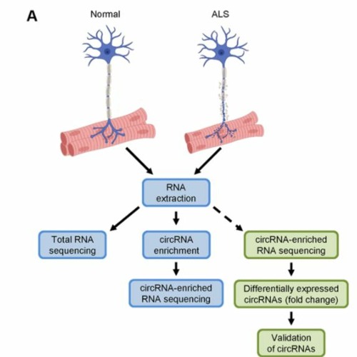 Stream episode Transcriptomic Analysis of Human ALS Skeletal Muscle ...