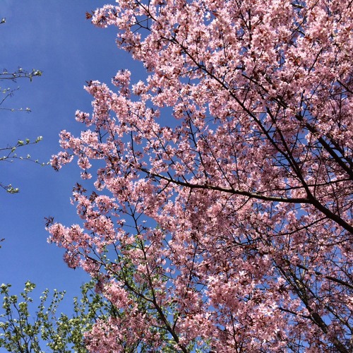 Stream 14 March 2024 by Random Prophecies | Listen online for free on ...