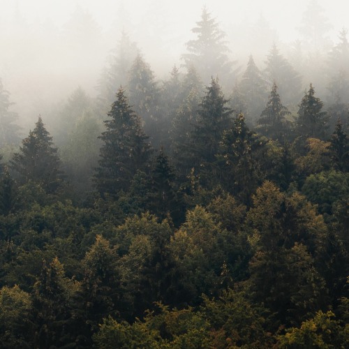 Stream Woodland - Kate McAuliffe by The Wild Center | Listen online for ...