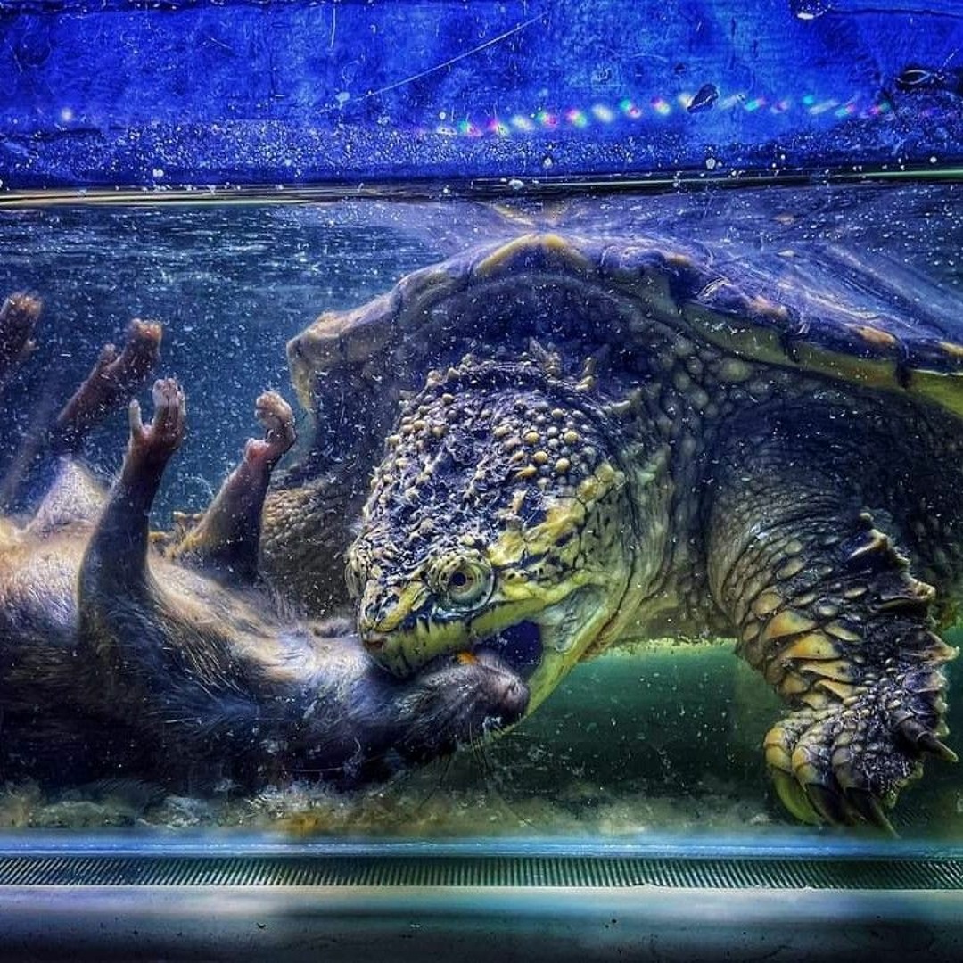 Stream VNA - Du Kinh 游京 (YOU JING) 越南鼓 - Du Kinh (DJ抖音版 Remix).mp3 by ...