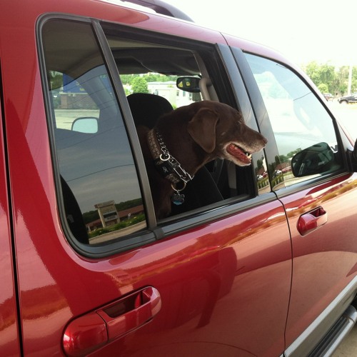 Stream That Old Dog by Bill Bero | Listen online for free on SoundCloud