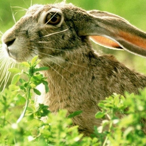 Stream sLiPpErRyNiNjA | Listen to tidy rabbit playlist online for free ...