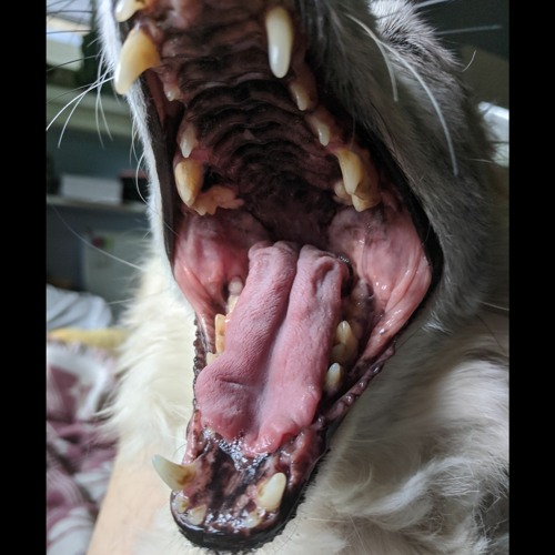 Stream Radical Condor by Chainsaw Sundae | Listen online for free on ...