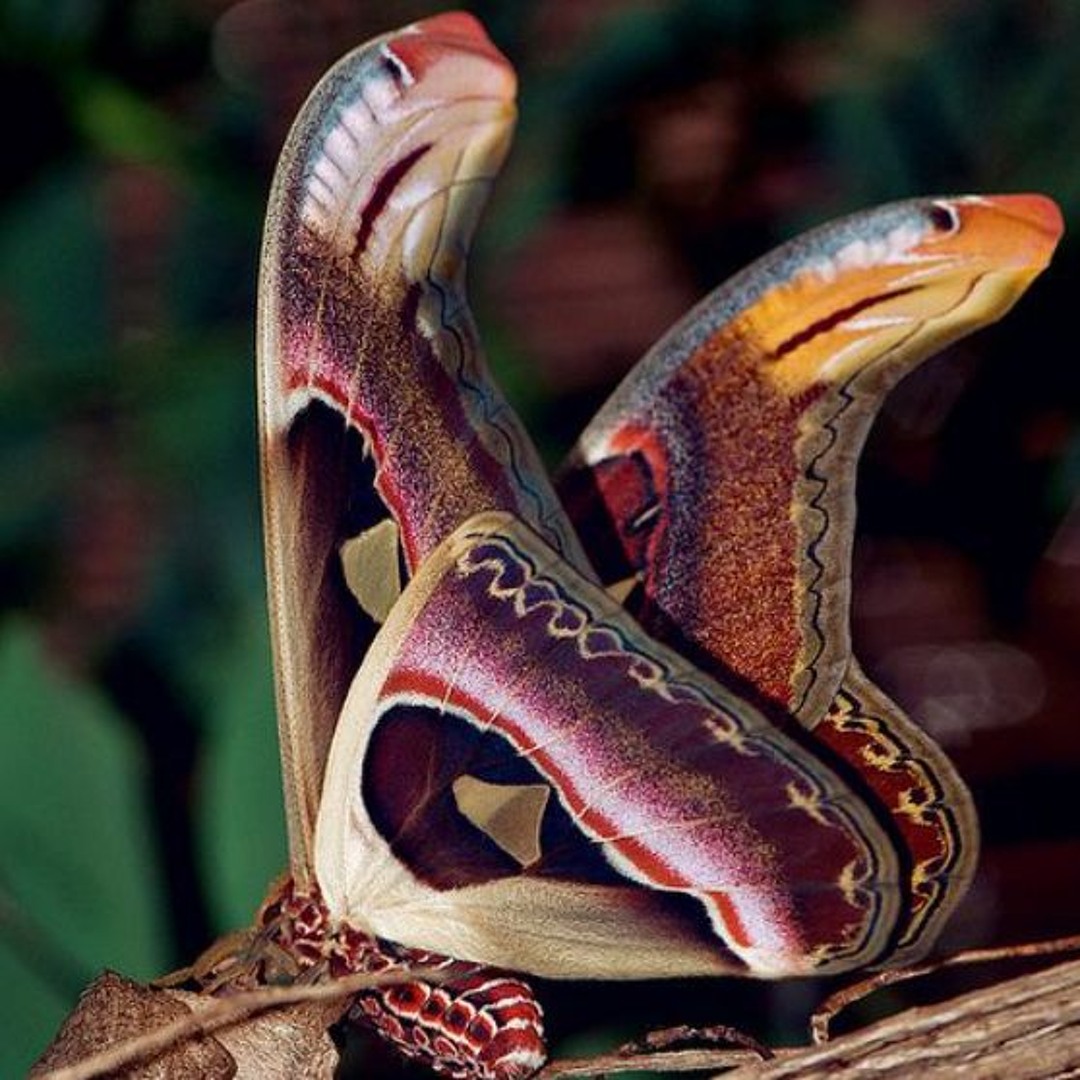 Stream episode Clip: Marc Holderied "Atlas Moth's Two Snake Head Visual ...