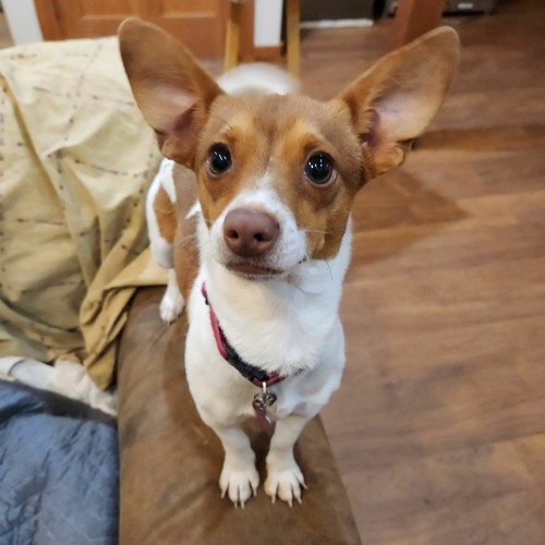 Stream episode the soft heart shaped shell of a sea turtles life ( a ...