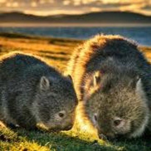 Stream Waring Wombat Season by James Henry Compositions | Listen online ...