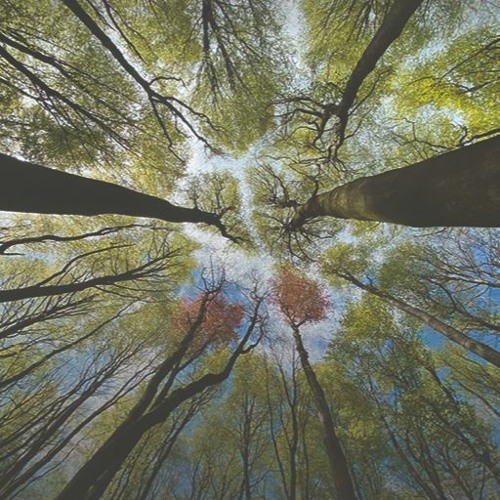 Stream Art by post: Poems for Our Planet booklet 3 (Plant Life) by ...