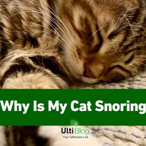 Stream Why Is My Cat Snoring By Islomainia Llc Listen Online For Free On Soundcloud