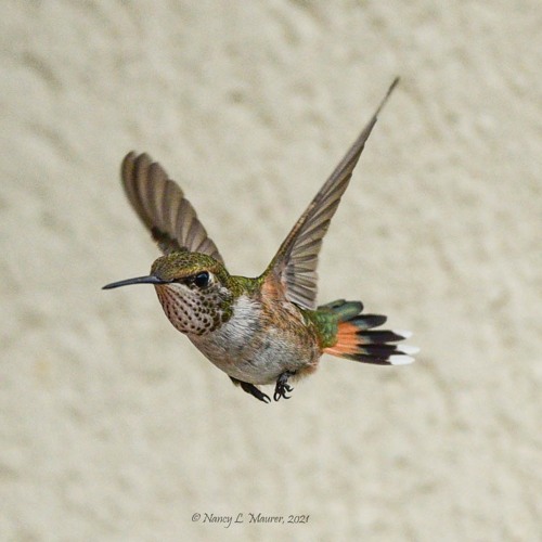 Stream HCNH DiscoveryPodcast 01-22 by Highlands Center for Natural ...