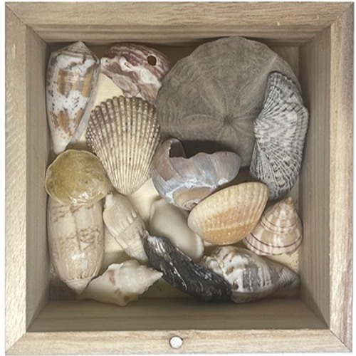 Stream jimtyrrell | Listen to Box Of Shells - LIMITED EDITION Exclusive ...