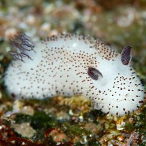 Stream OLD SKOOL MINIMIX by Slug Lips | Listen online for free on ...