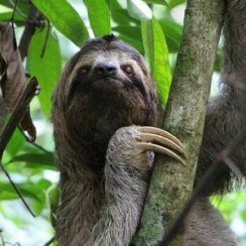 Stream Elemental Illness - Sloth by Brootal B-RAD | Listen online for ...