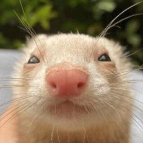 Stream スピカを探しに ft. Roushin Mika by FloraNebula | Listen online for free ...