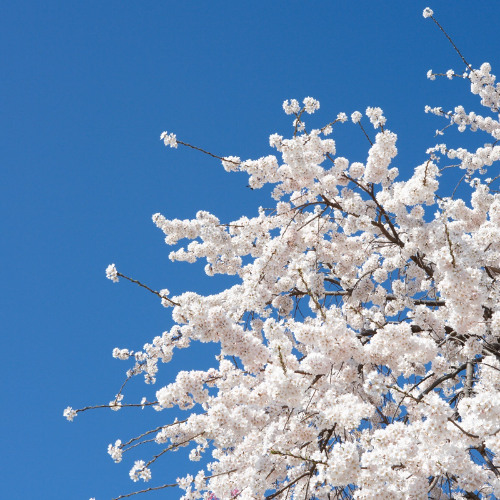 Stream slab marksman revolver theme by nether / tired | Listen online ...