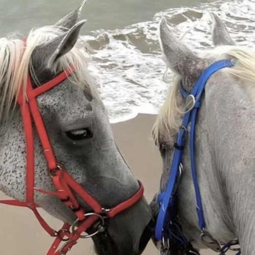 Stream ‎⁨ميحد حمد - شاقني ذاك المحيا (حصرياً) 2024⁩.m4a by هــ💙 | Listen online for free on ...