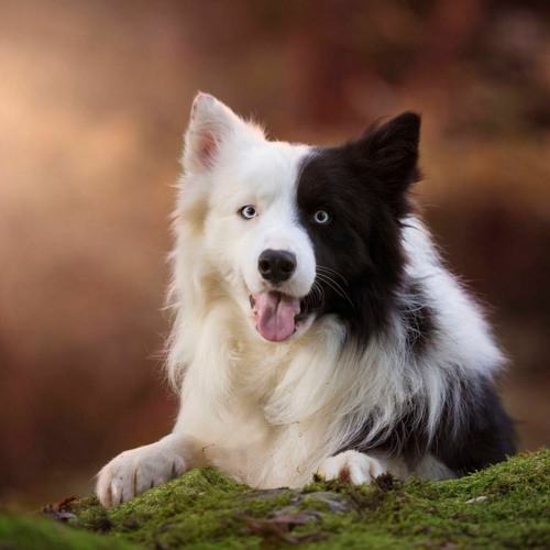 Stream Ceinwen Evans | Listen to The real farmers playlist online for ...