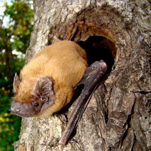 Stream Noctule by Norman MacLeod | Listen online for free on SoundCloud