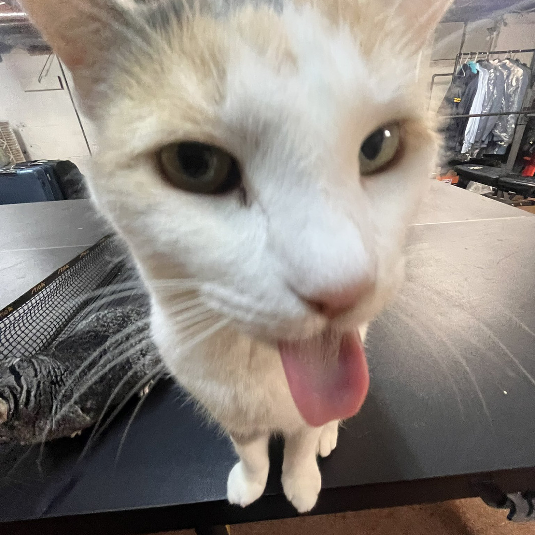 Stream Deltarune Ribbit Mod OST - Forest by Indigo | Listen online for ...