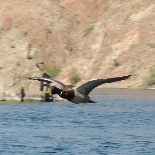 Stream 2023 Waterfowl Hunting Forecast by The Nevada Department of ...