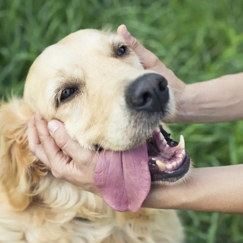 Stream episode Love's Dog by Jen Hadfield by Anton Jarvis podcast ...