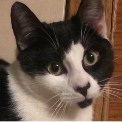 Stream Fred the Cat - video on youtube! by Pat Zim | Listen online for ...