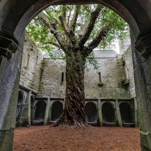 Stream episode The Wedding of Sir Gawain and Dame Ragnell by Peter T ...