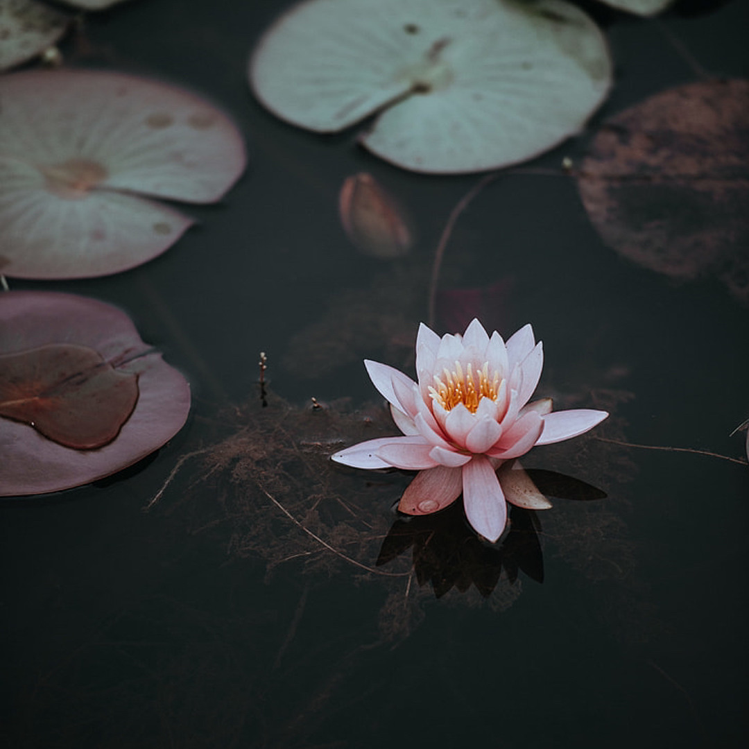 Stream Lotus Bloom by Beth Lily Waite | Listen online for free on ...