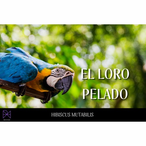 Stream El Loro Pelado (Quiroga. Horacio) from Hibiscus Mutabilis ...