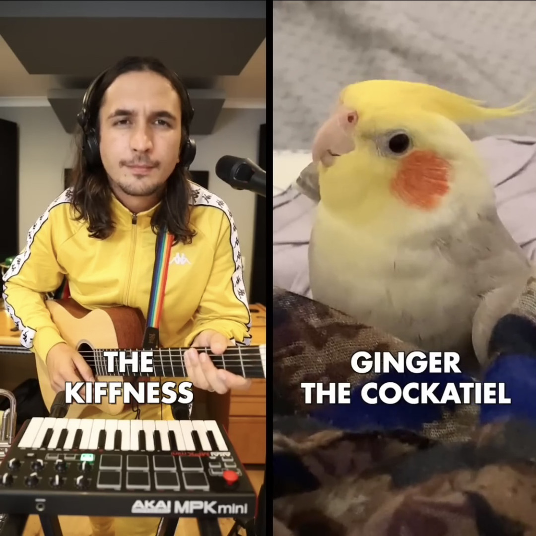 Stream Kookee Kookee (CLUB ANTHEM) - The Kiffness x Ginger the ...