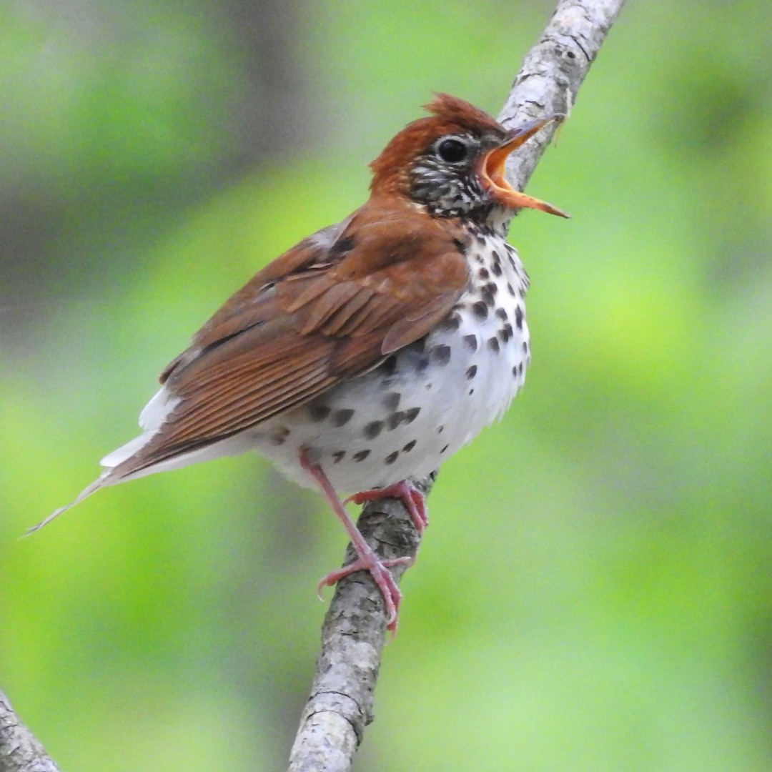 Stream Wood Thrush singing in Pisgah National Forest by Jhunter ...