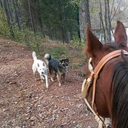 Stream I'll Always Love You (like a good ole dog) by Oliver Anthony ...