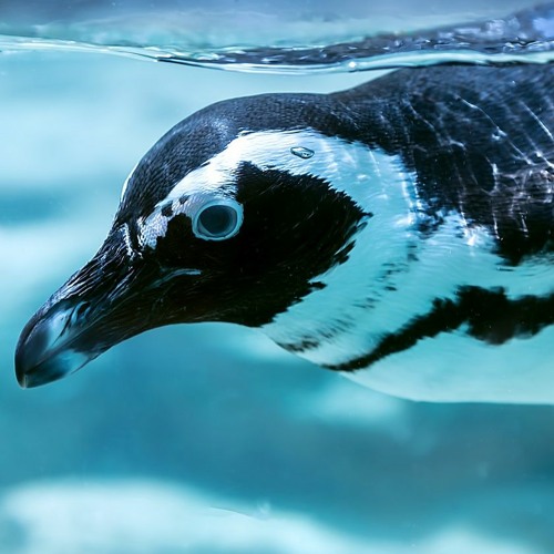 Stream Light on the Mirage by Pale aqua & Penguins | Listen online for ...