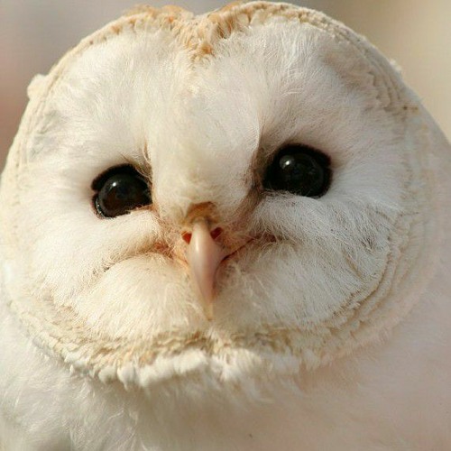 Stream •alright. cOol2• | Listen to gacha phase playlist playlist ...