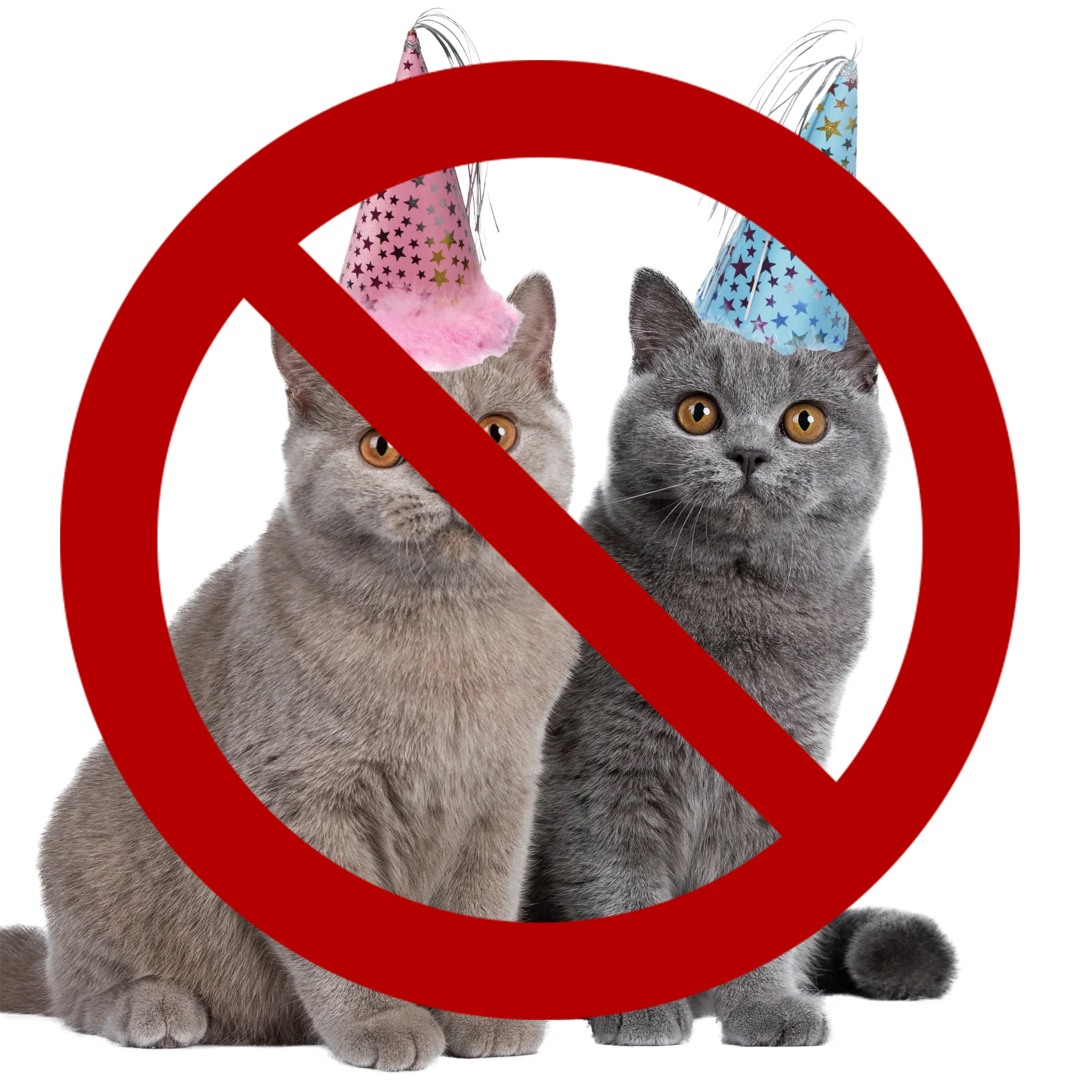 Stream stop celebrating (pr. Frank Stacy) by Loser | Listen online for ...