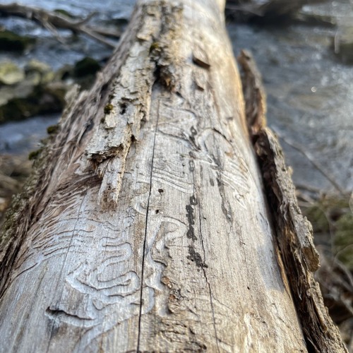 Stream Camaro by Chip Rowan | Listen online for free on SoundCloud