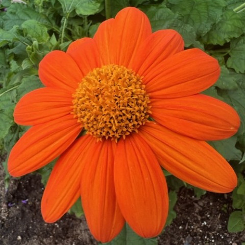 Stream He Can by Thomas Walk | Listen online for free on SoundCloud