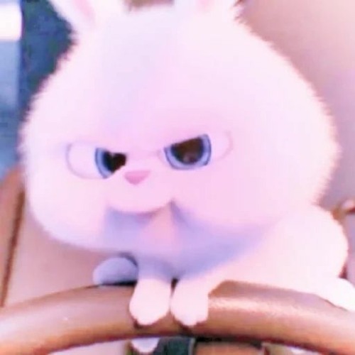 Stream Snowball Rabbit: The Ultimate Guide to This Adorable Breed from ...