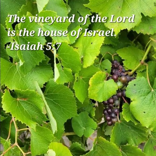 Stream (Ps. 80) The vineyard of the Lord is the house of Israel. (Ryan ...