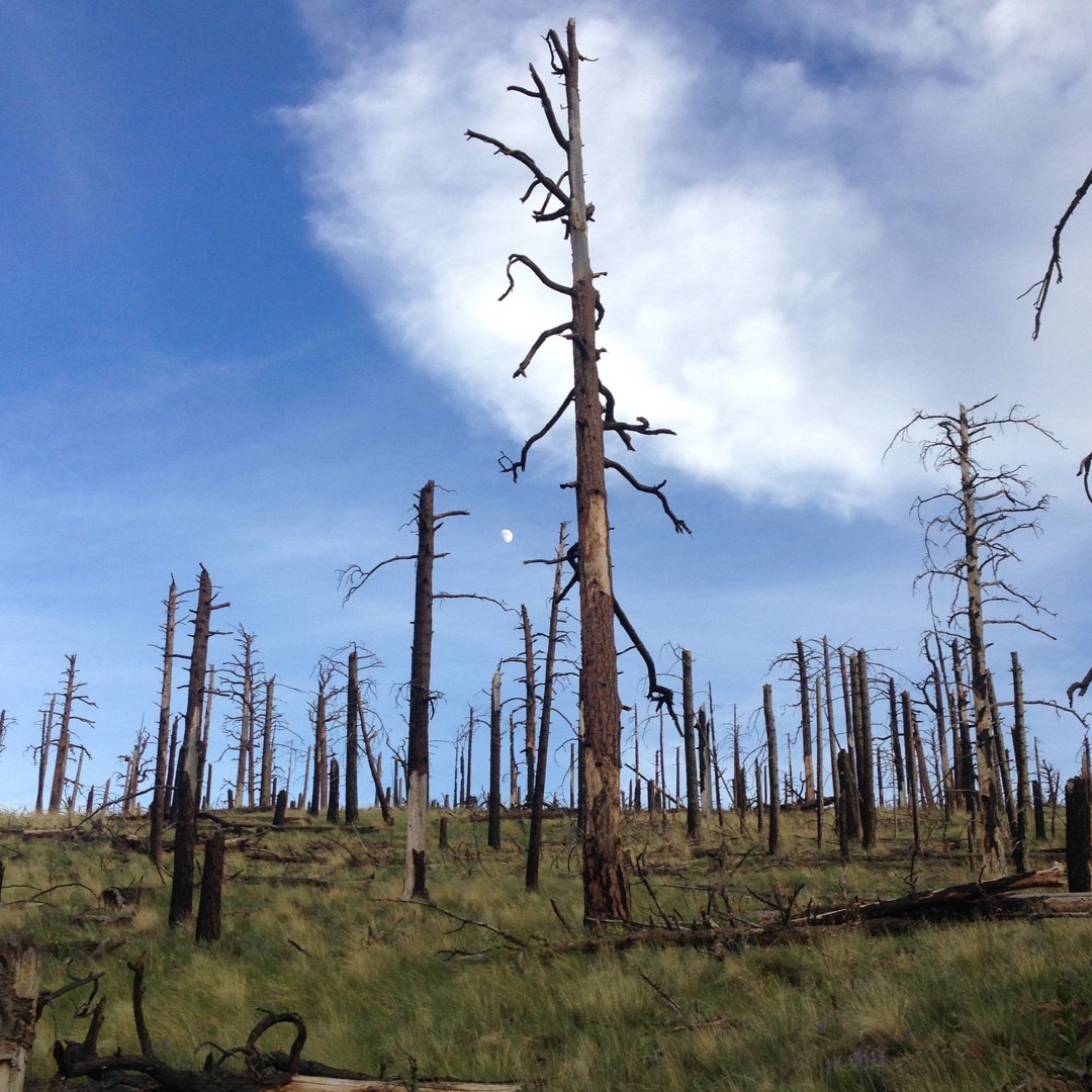 Stream The War Machine Keeps Turning by Ian Schowalter | Listen online ...