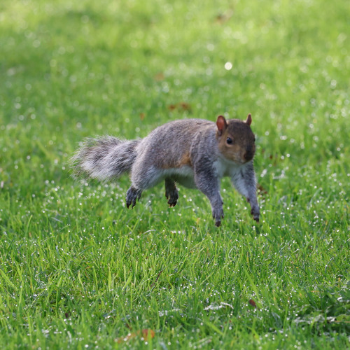 Stream Sound Ideas, GUN, RICOCHET - SINGLE SHOT AND RICOCHET by Bill ...