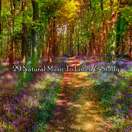 Stream Birds And Breeze In Trees by Nature Sounds Artists | Listen ...