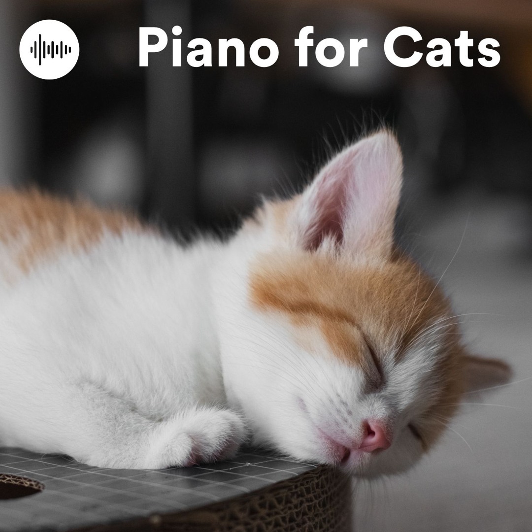 Stream Klangspot Recordings | Listen to Piano for Cats - Calming Cat ...